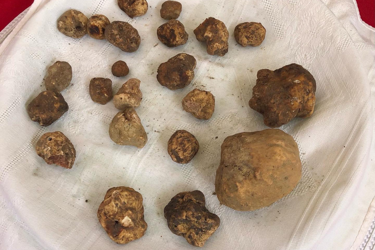 Truffle Hunting in Italy - Map & Family
